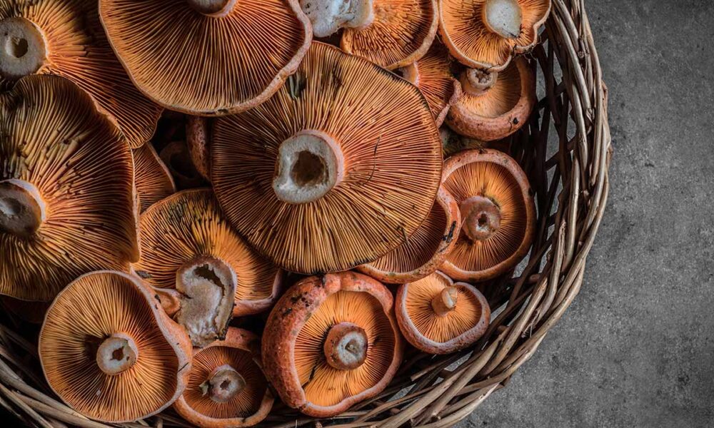 ¿Cómo cocinar rebollones? - Blog de La Parada de las Especias